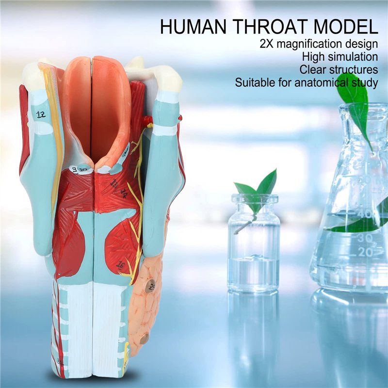 Modèle D'étude, Modèle D'anatomie de la Gorge Humaine, Modèl | Isleden